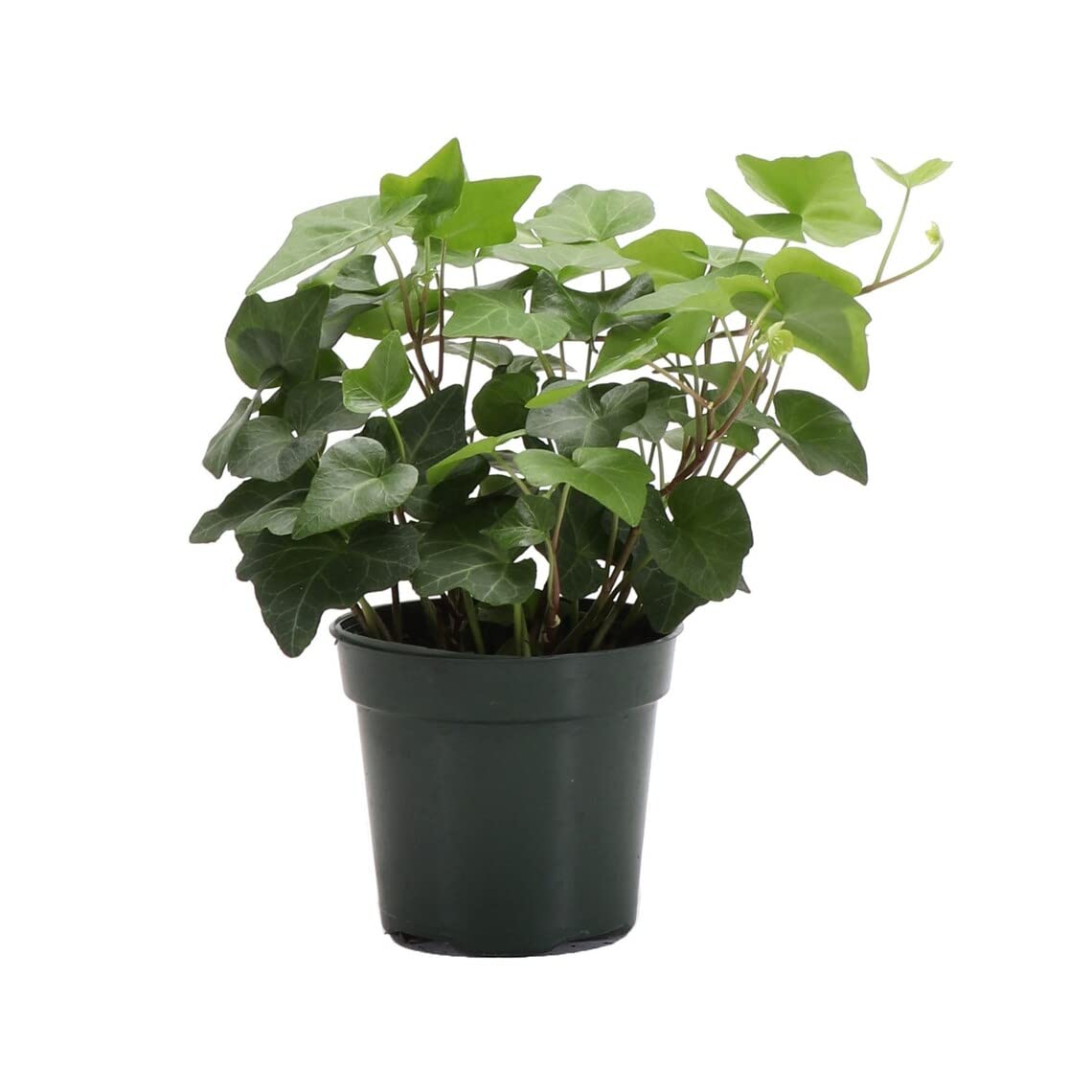 Thorsen's Greenhouse Live Green English Ivy Plant, Hedera Helix, Live Indoor Plant, 4" Diameter Pot