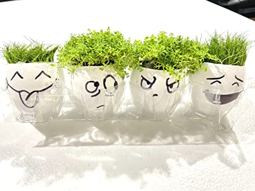 The Sun Ave Dwarf Baby Tears Hemianthus Callitrichoides HC Live Aquarium Plants Freshwater Fish Tank
