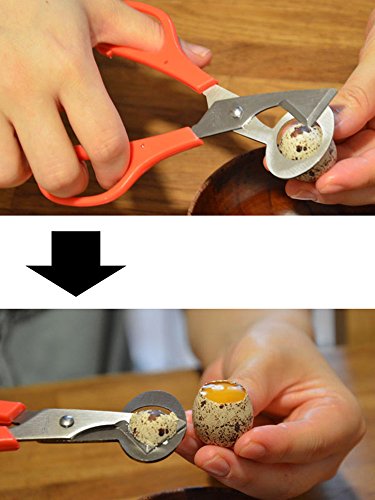 Adecco LLC Pigeon Quail Egg Cutter Scissors Stainless Steel Blades Bird Cutter 2 Pack (Quail Egg Scissor)
