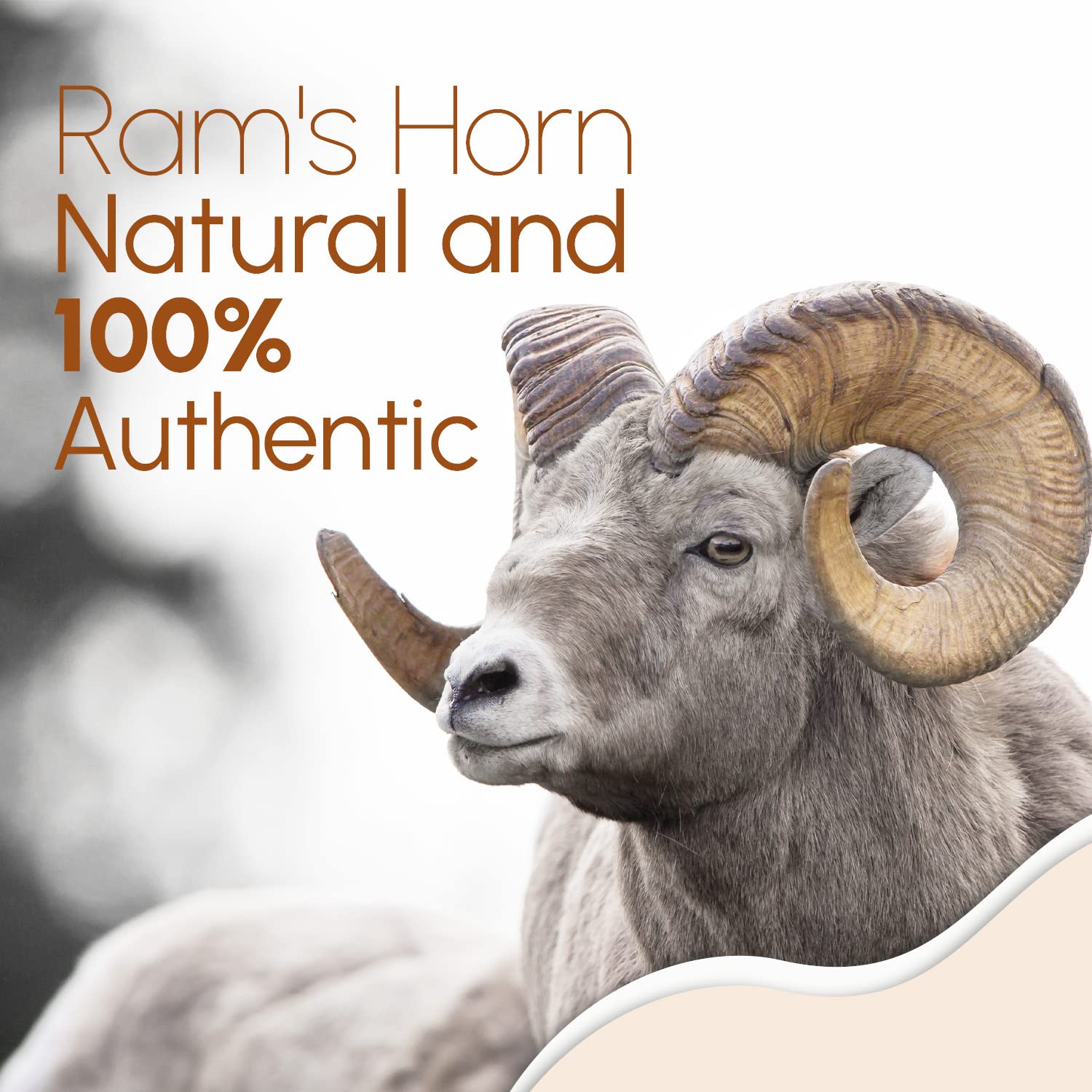 Nana Gifts Authentic Ram Horn Shofar from Israel, Clear Sound, Half Polished, 14''-16''