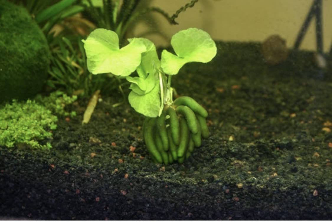Marcus Fish Tanks 2 Banana Plants (Nymphoides Aquatica) Live Aquarium Plants - Buy 2 Get 1
