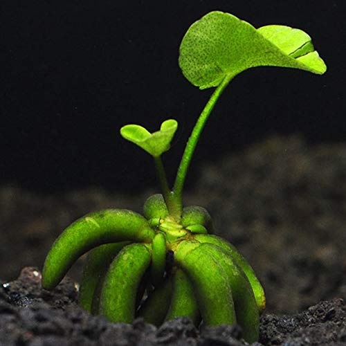 Marcus Fish Tanks 2 Banana Plants (Nymphoides Aquatica) Live Aquarium Plants - Buy 2 Get 1