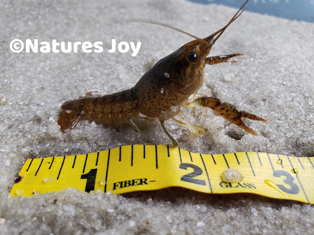 Live Mosquitofish Trumpet Snails Freshwater Aquarium Pond Crayfish Craydad Feeders Fish Food Combo Value Pack
