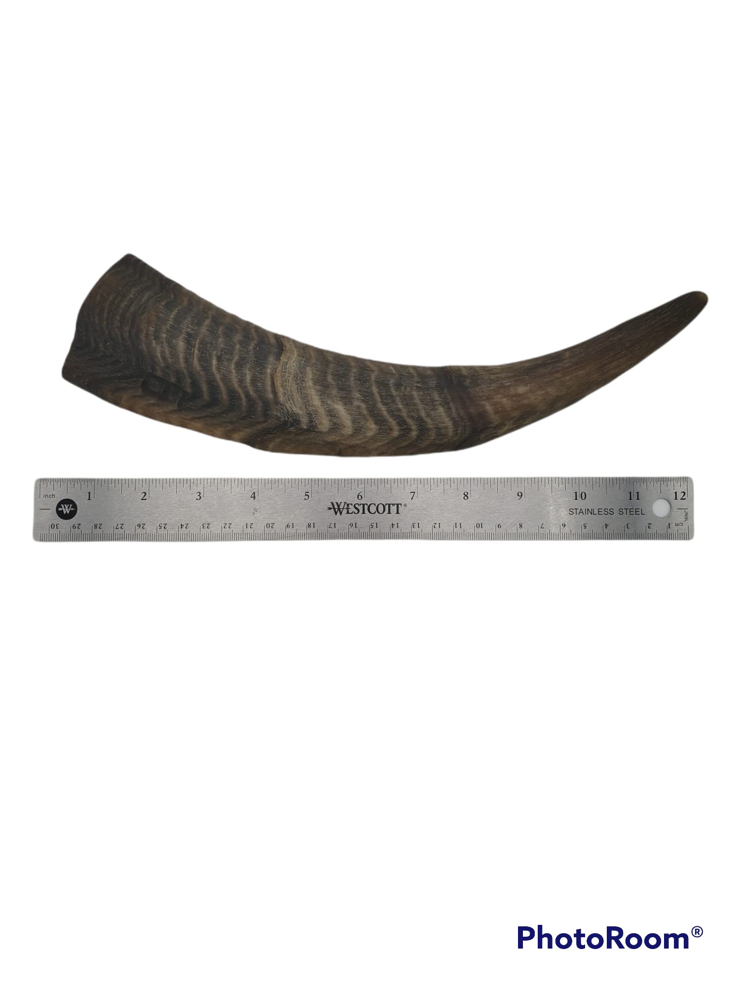 Herders Choice Chews Dried Goat Horns Dog Chew Large 1 pc.