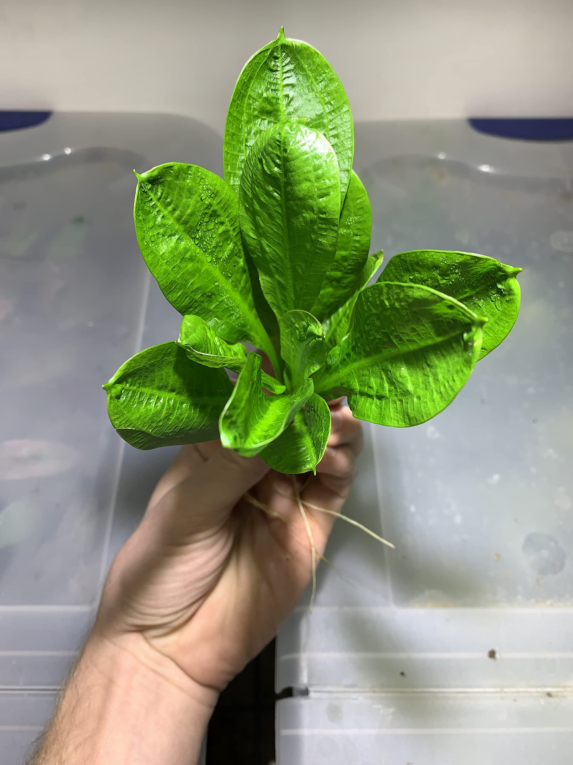 Marcus Fish Tanks Rosette Sword Echinodorus Parviflorus Amazon Sword Live Aquarium Plant Rooted Bundle for Fish Tank Buy 2 Get 1
