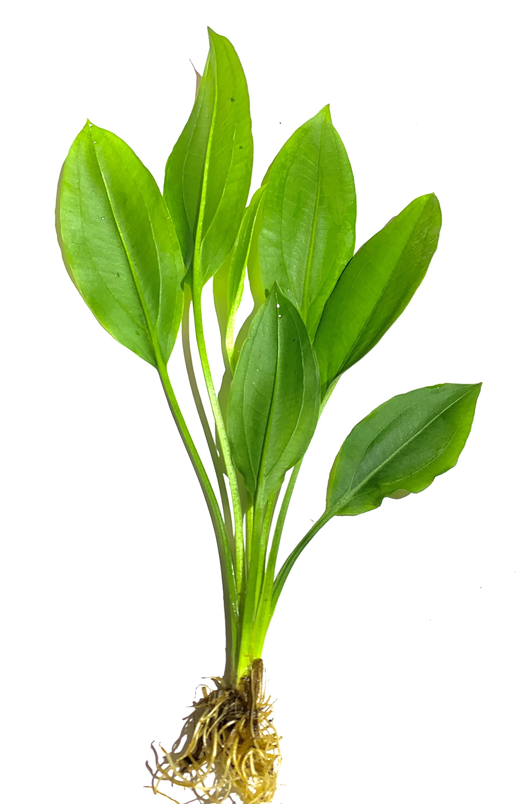 Marcus Fish Tanks - Amazon Sword Echinodorus Bleheri Easy Live Aquarium Plants for Aquatic Freshwater Fish Tank Buy 2 GET 1