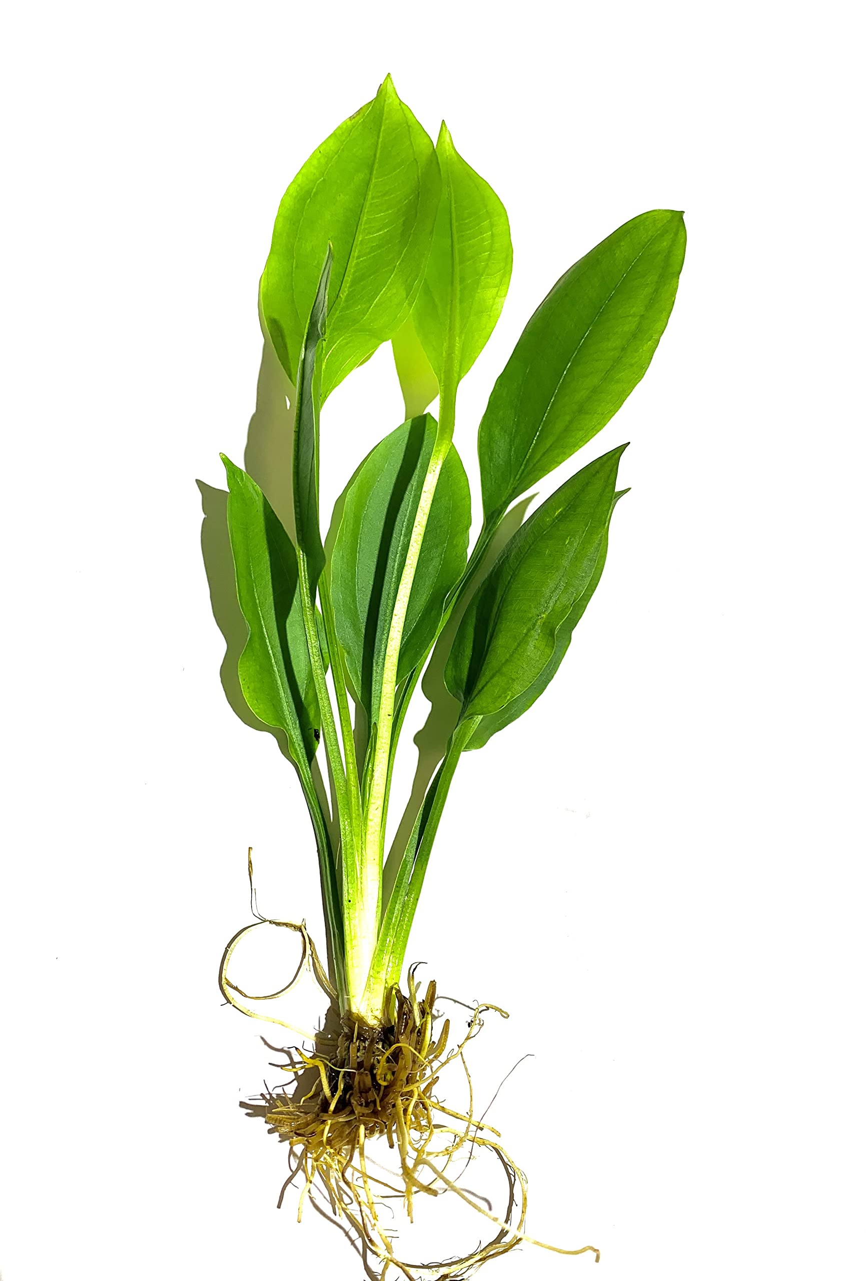 Marcus Fish Tanks - Amazon Sword Echinodorus Bleheri Easy Live Aquarium Plants for Aquatic Freshwater Fish Tank Buy 2 GET 1