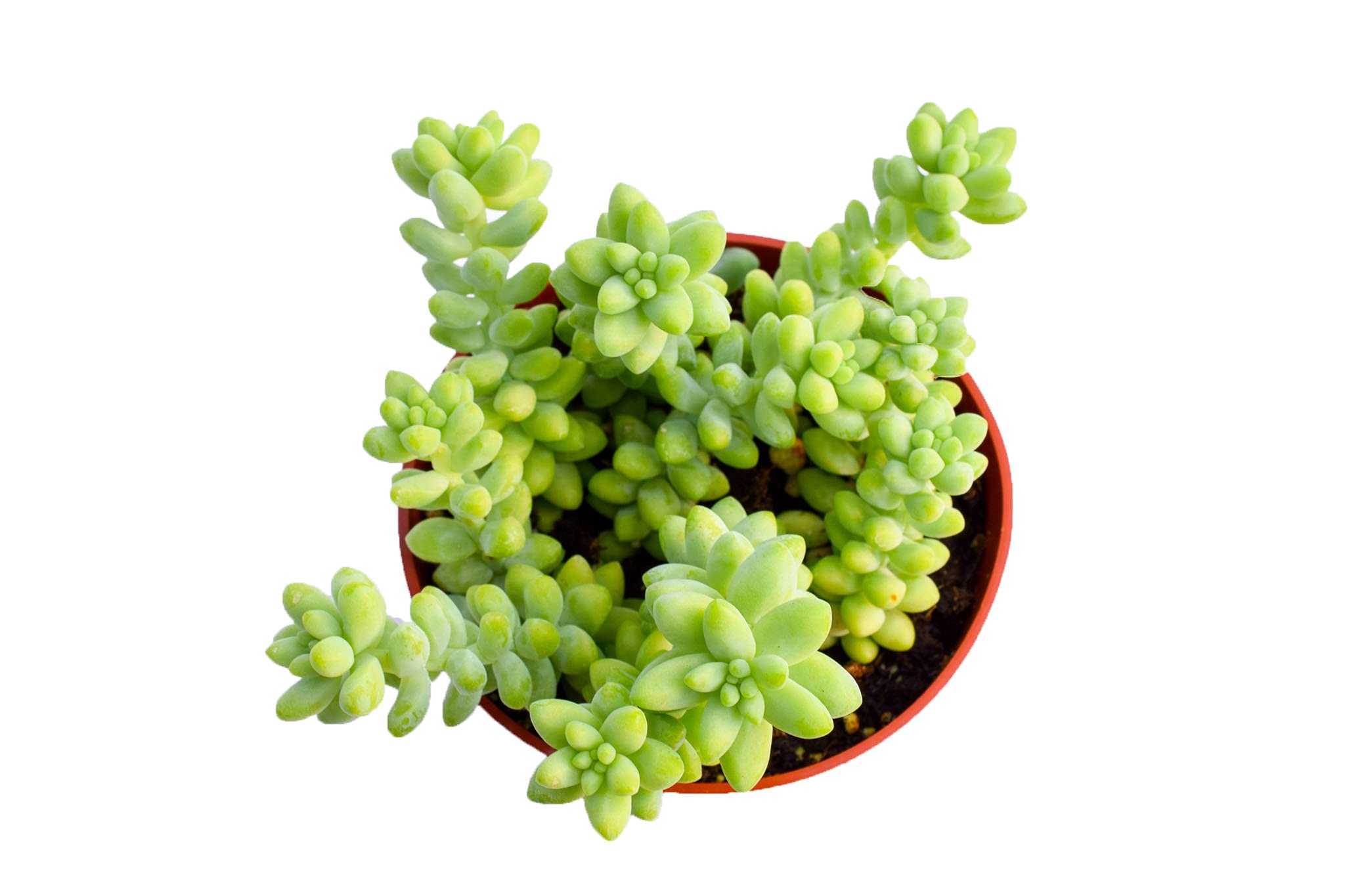 Live Donkey Tail Succulent Plant β Large 4-Inch - Fully Rooted Donkey Tail (Sedum Morganianum) Succulent Plant β Succulent Market (1)