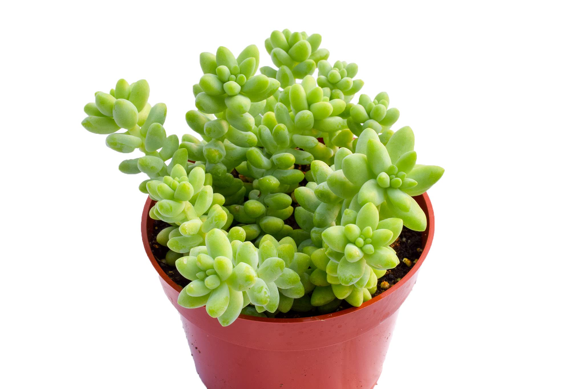 Live Donkey Tail Succulent Plant β Large 4-Inch - Fully Rooted Donkey Tail (Sedum Morganianum) Succulent Plant β Succulent Market (1)
