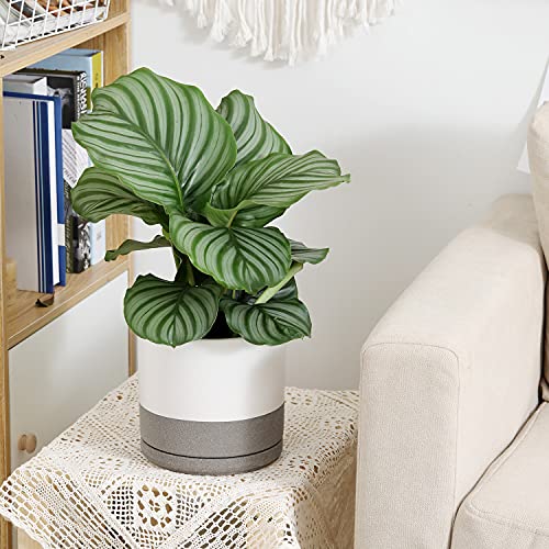UMIAMOY 6inch Modern Cylinder Matte Ceramic Planter Pot with Drainage Hole and Saucer, Planter Pot for Indoor Outdoor Plants Flowers, White/Gray