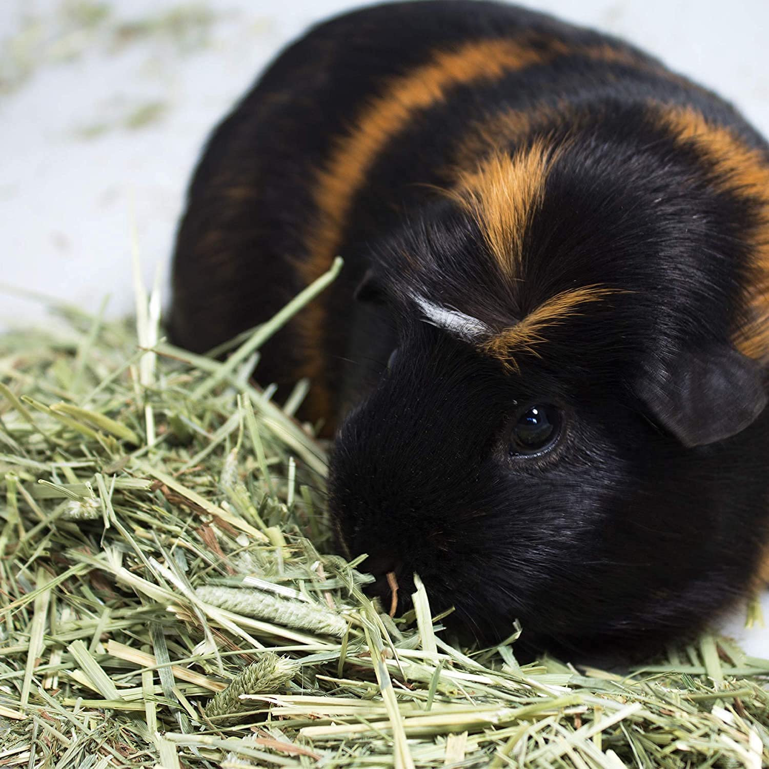 Vitakraft Small Animal Timothy Hay for Guinea Pigs, Rabbits, and Chinchillas - 10 lbs