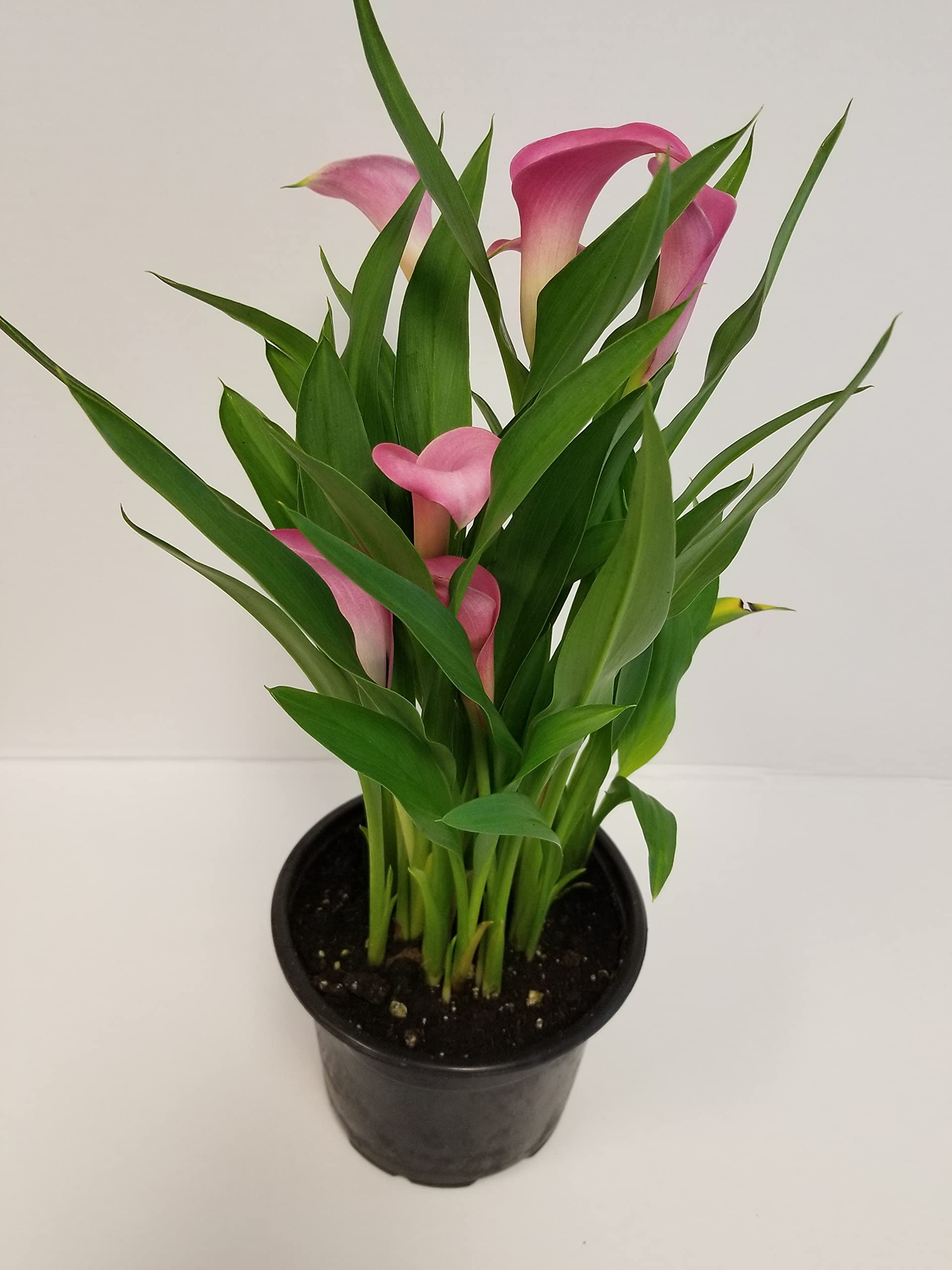 Gifts In Bloom Live 6 Pink Calla Lily,PinkPurple