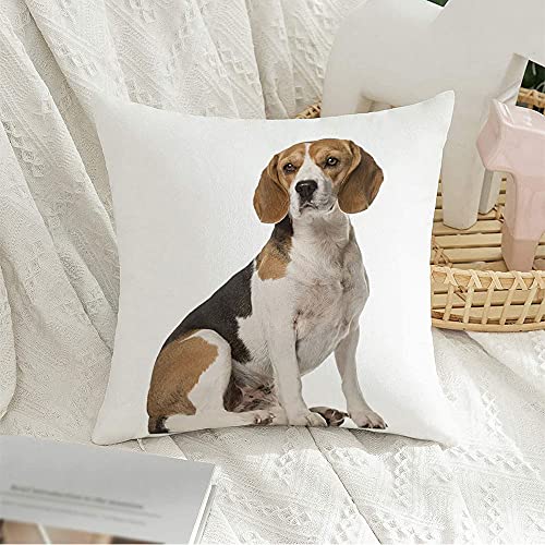 AERHOT Decorative Throw Pillow Covers Velvet Brown Dog Beagle Sitting White Away Animals Studio Wildlife Black Canine Looking Carnivore Cut Out Cushion Cover for Sofa Couch Living Room Bed 22x22 Inch