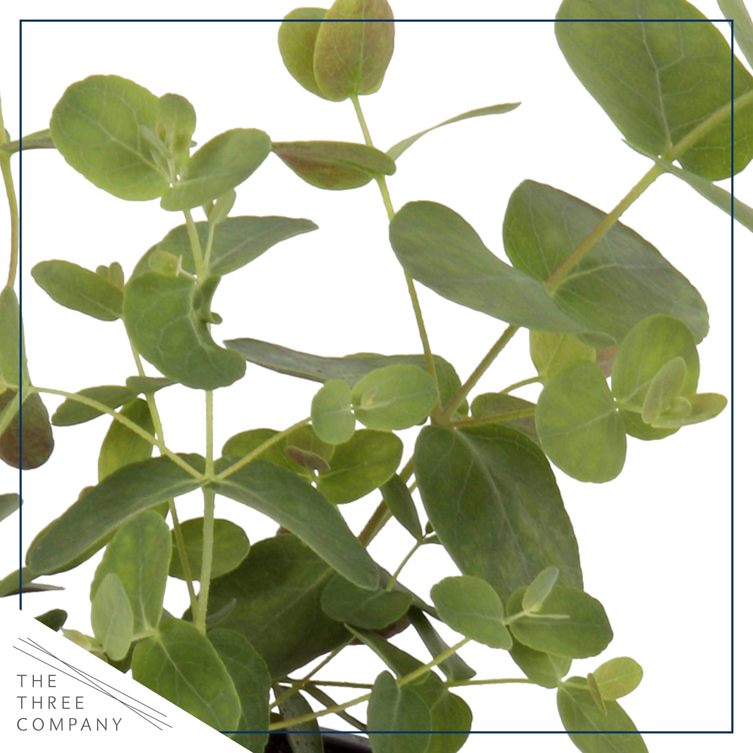 Live Aromatic and Healthy Herb - Eucalyptus (6 Per Pack), Assorted Varieties - Natural Air Purifier, 8" Tall by 3" Wide in 1 Pint Pot