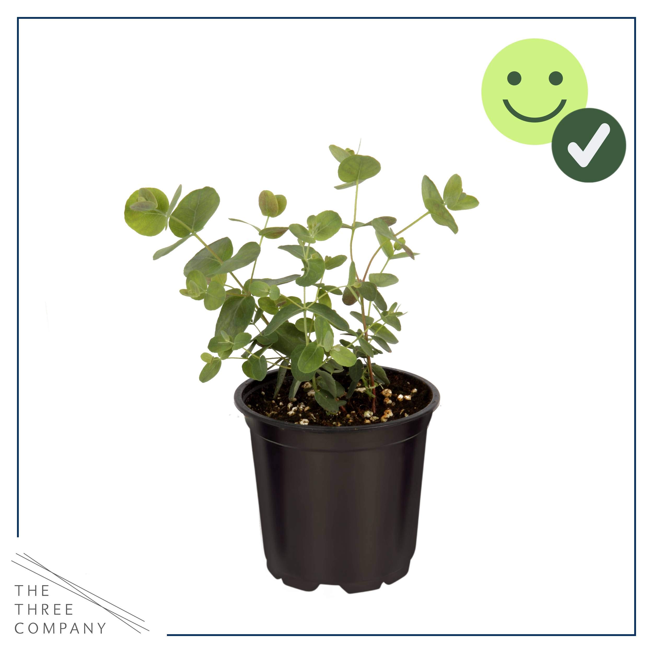 Live Aromatic and Healthy Herb - Eucalyptus (6 Per Pack), Assorted Varieties - Natural Air Purifier, 8" Tall by 3" Wide in 1 Pint Pot