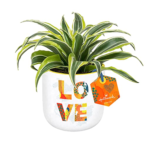 Hallmark Flowers Live Dracaena in 6-8 inches tall Graphic Love Plant Container, Ideal Gift for Motherās Day, Birthdays, and Anniversaries, Live Indoor Plants