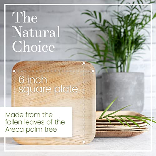 Palm Leaf Plates - Compostable and Grease Resistant 6 Inch Square Plates - Eco Friendly Plate is 100% Natural, Sturdy & Microwave Safe - Disposable & Biodegradable Wood Alternative to Bamboo Plates