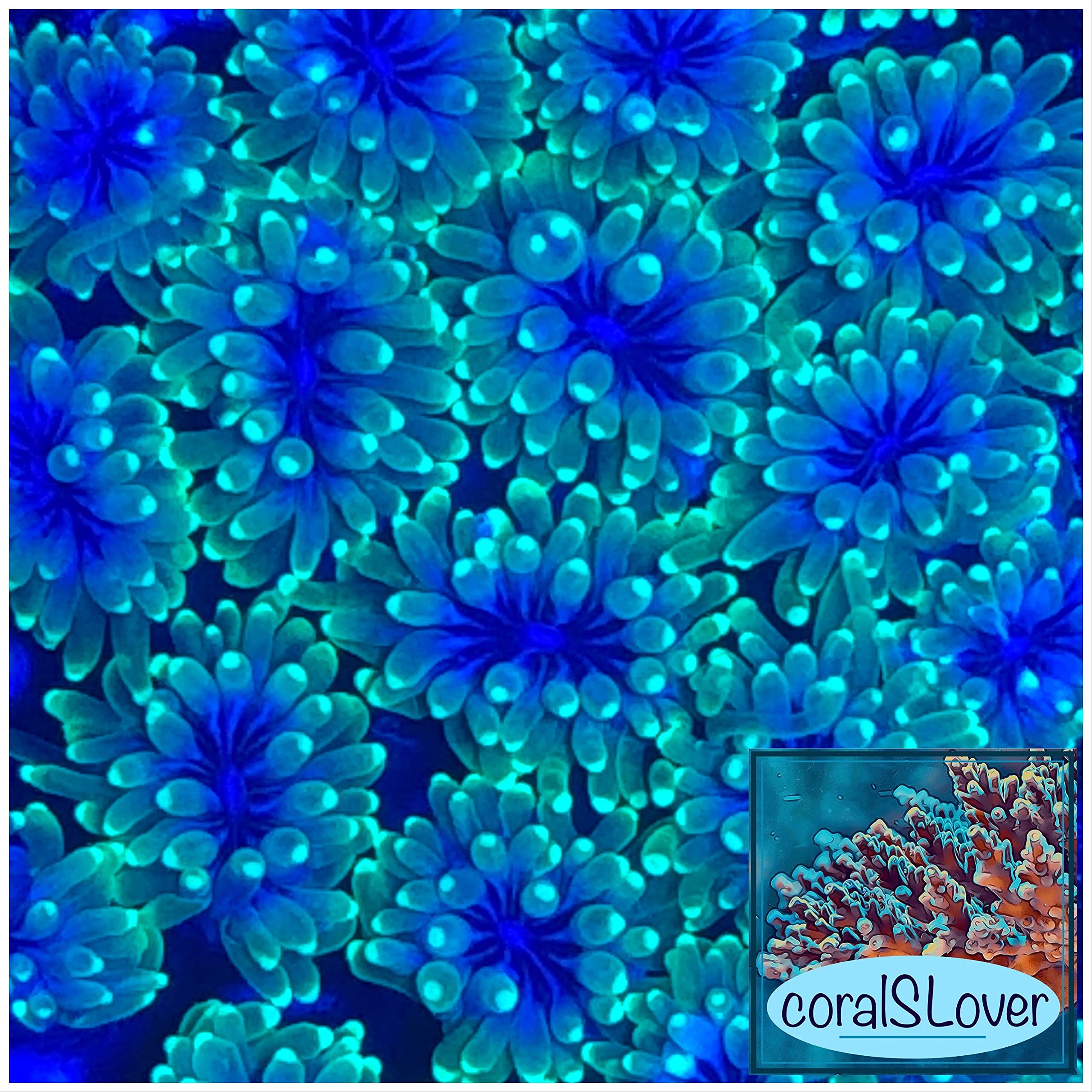coralSLover Live Saltwater Coral Frag - Neon Green Galaxea Short Tentacles