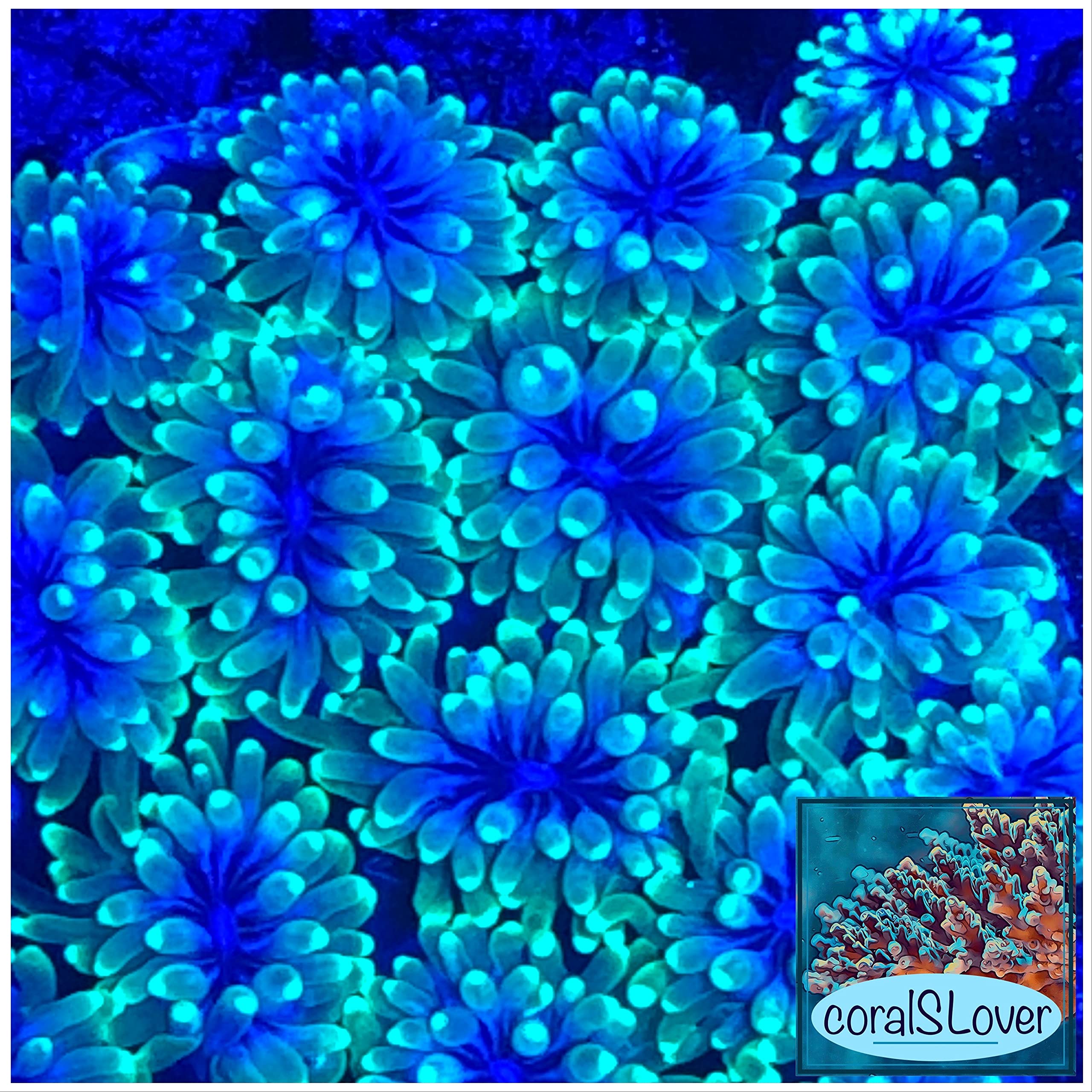 coralSLover Live Saltwater Coral Frag - Neon Green Galaxea Short Tentacles
