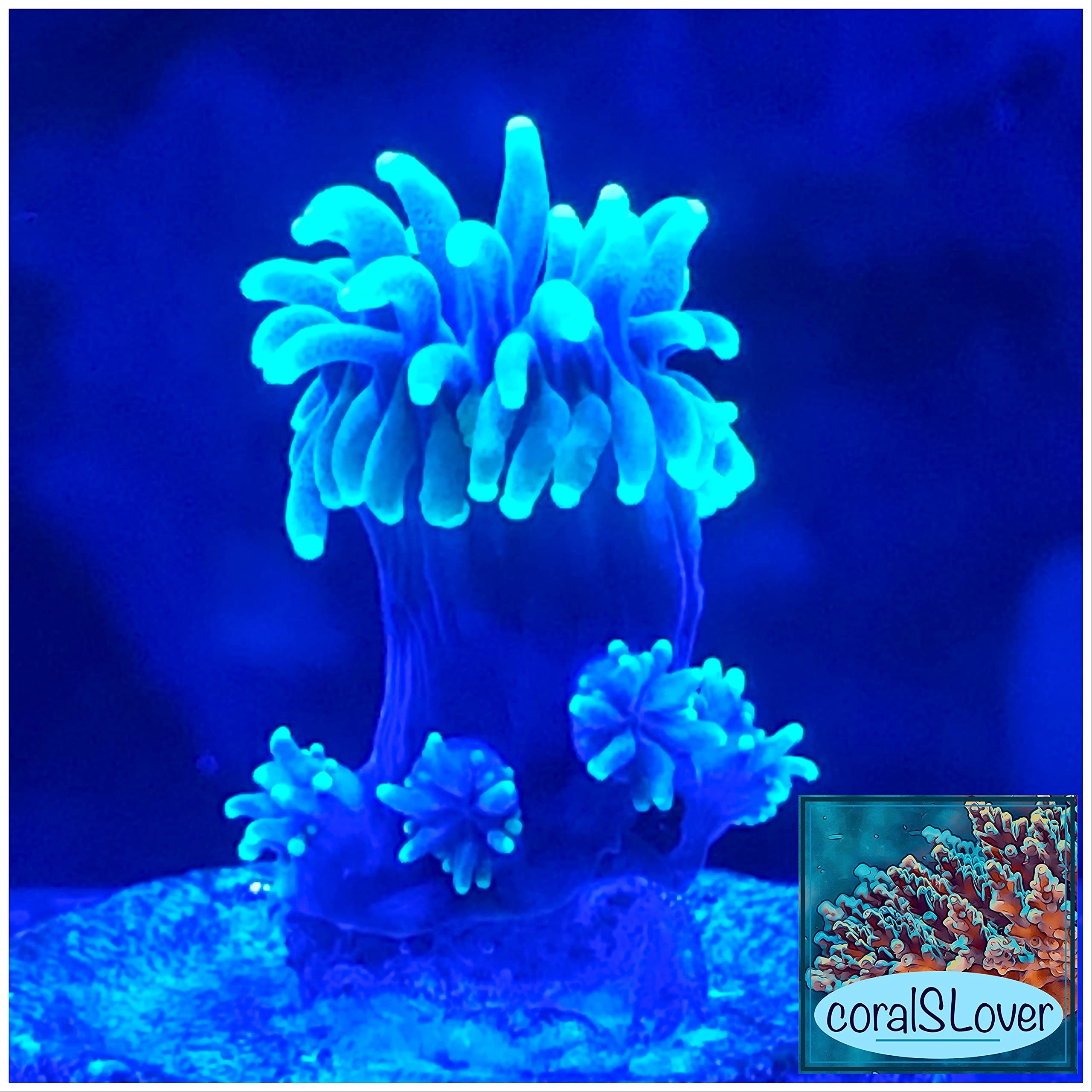 coralSLover Live Saltwater Coral Frag - Neon Green Galaxea Short Tentacles