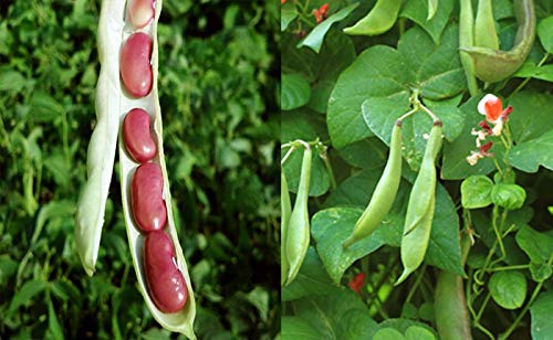 Organic Dark Red Kidney Beans- Fiber & Protein rich, Raw, Non-GMO, Vegan Bulk-2LB