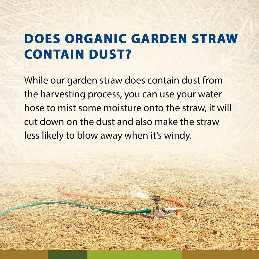 Organic Garden Straw (5lb) | Blue Mountain Hay | Straw Mulch for Raised Bed Gardens, Yard Landscaping, New Lawn Grass Seed Plantings, Tomato & Vegetable Mulch | Covers up to 75 sq ft