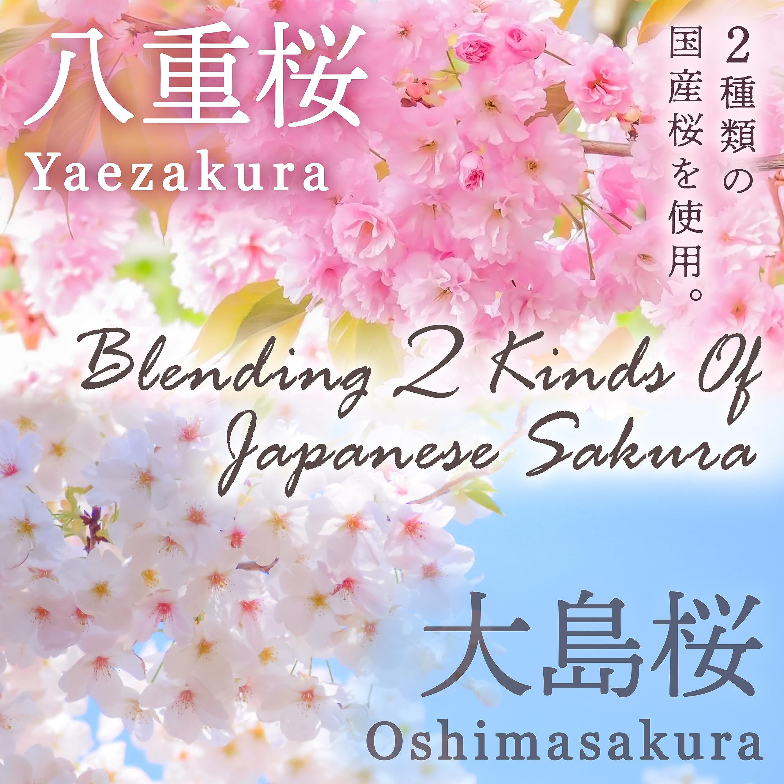 YAMASAN KYOTO UJI Sakura Latte -Creamy and Aromatic Foam- Using Japanese Cherry Blossom 100%, 3.5oz, Made in Japan,Sold by Japanese company