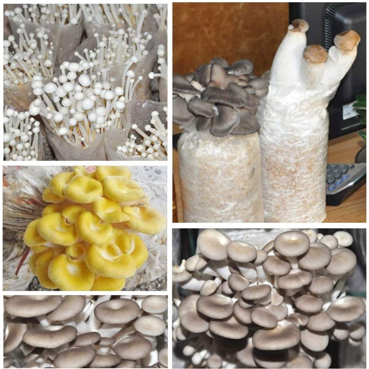 60PACK Mushroom Grow Bags, Large Extra Thick 6 Mil Spawn Bags, 4" X 3.2" X 20" 0.2 Micron Filter Breathable, Mushroom Growing Bags for Substrate Autoclavable, Mushroom Bag Tear Resistant Strong