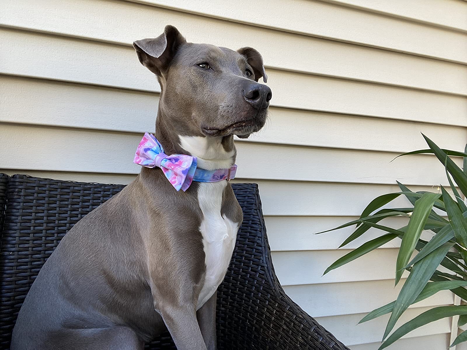 Elegant little tail Dog Collar with Bow, Soft&Comfy Bowtie Dog Collar, Adjustable Pet Gift Collars for Small Medium Large Dogs