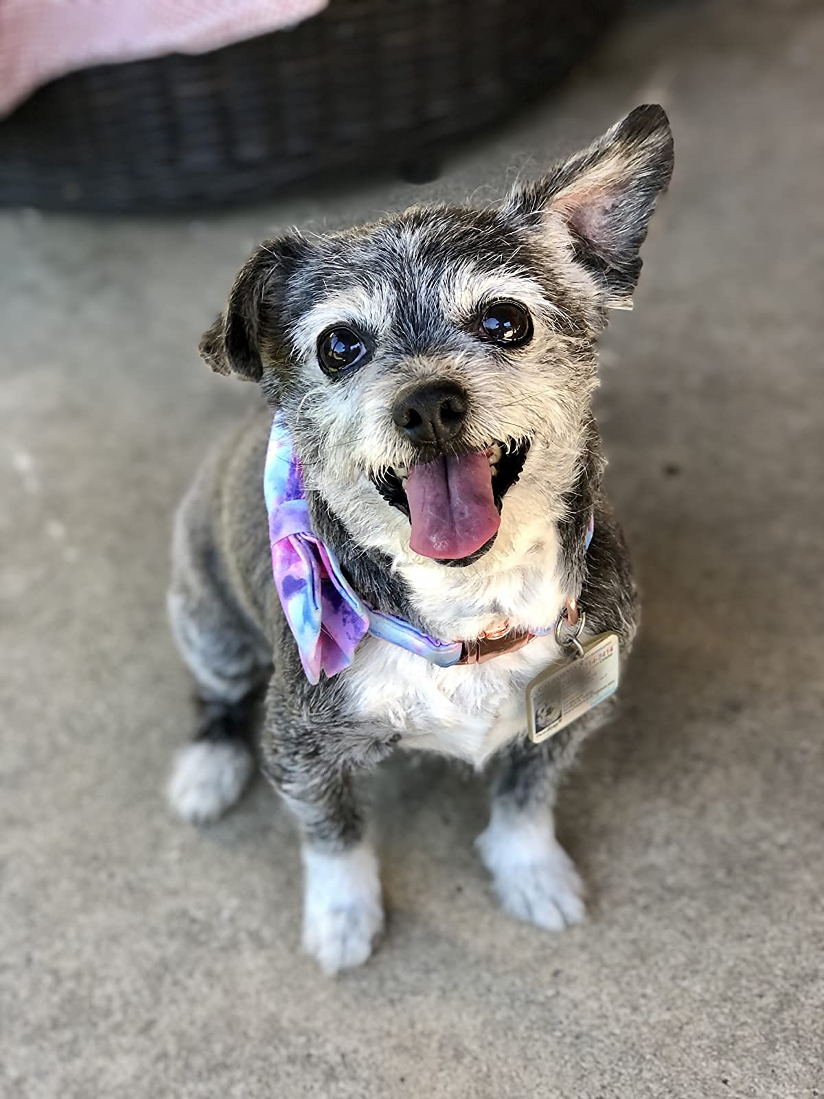 Elegant little tail Dog Collar with Bow, Soft&Comfy Bowtie Dog Collar, Adjustable Pet Gift Collars for Small Medium Large Dogs