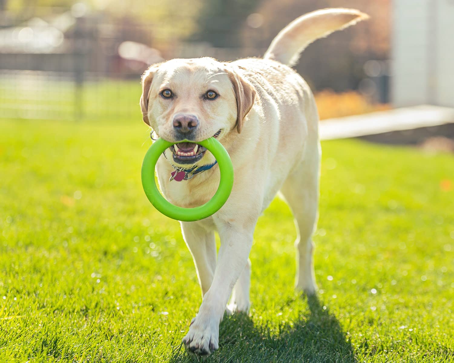 Roscoe's Pet Products Natural Rubber Ring Chew Toy. Safe and Non-Toxic.
