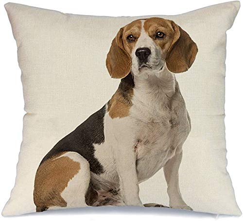 Decorative Throw Pillow Cover Brown Dog Beagle Sitting White Away Animals Studio Wildlife Black Canine Looking Carnivore Cut Out Linen Soft Square Cushion Case for Sofa Living Room Car 18 x 18 Inch