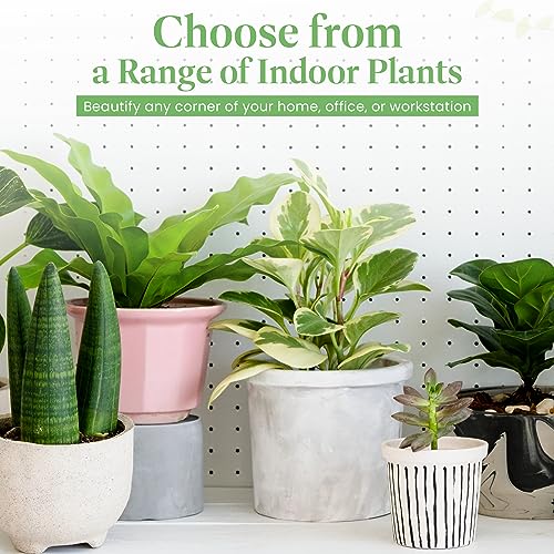 American Plant Exchange Majestic Palm, Tropical Elegance, Large Fronds, Perfect Indoor Statement Plant and Patio Decor, 10-Inch Pot
