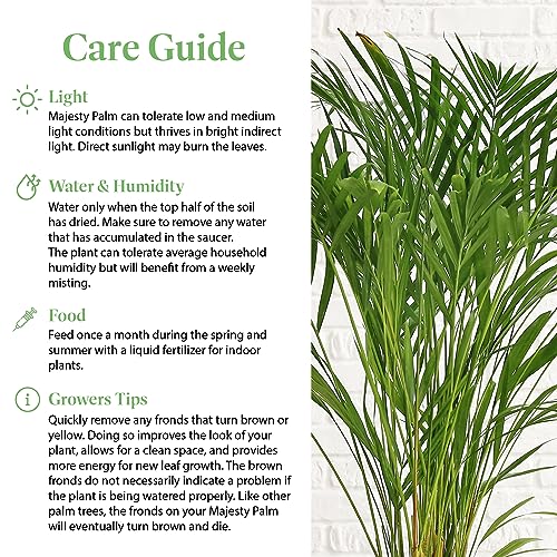 American Plant Exchange Majestic Palm, Tropical Elegance, Large Fronds, Perfect Indoor Statement Plant and Patio Decor, 10-Inch Pot