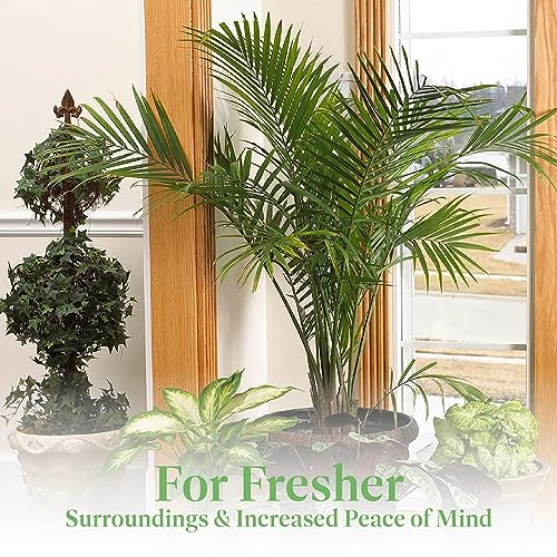 American Plant Exchange Majestic Palm, Tropical Elegance, Large Fronds, Perfect Indoor Statement Plant and Patio Decor, 10-Inch Pot