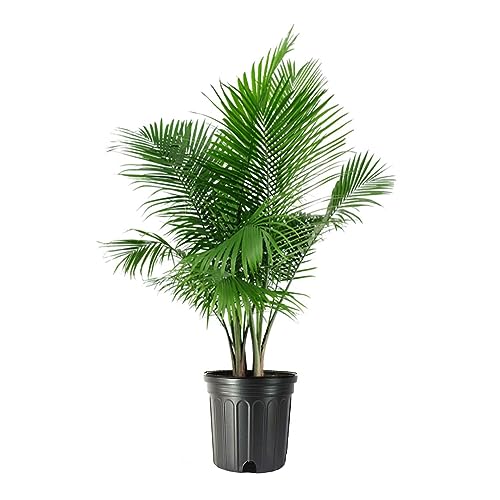 American Plant Exchange Majestic Palm, Tropical Elegance, Large Fronds, Perfect Indoor Statement Plant and Patio Decor, 10-Inch Pot