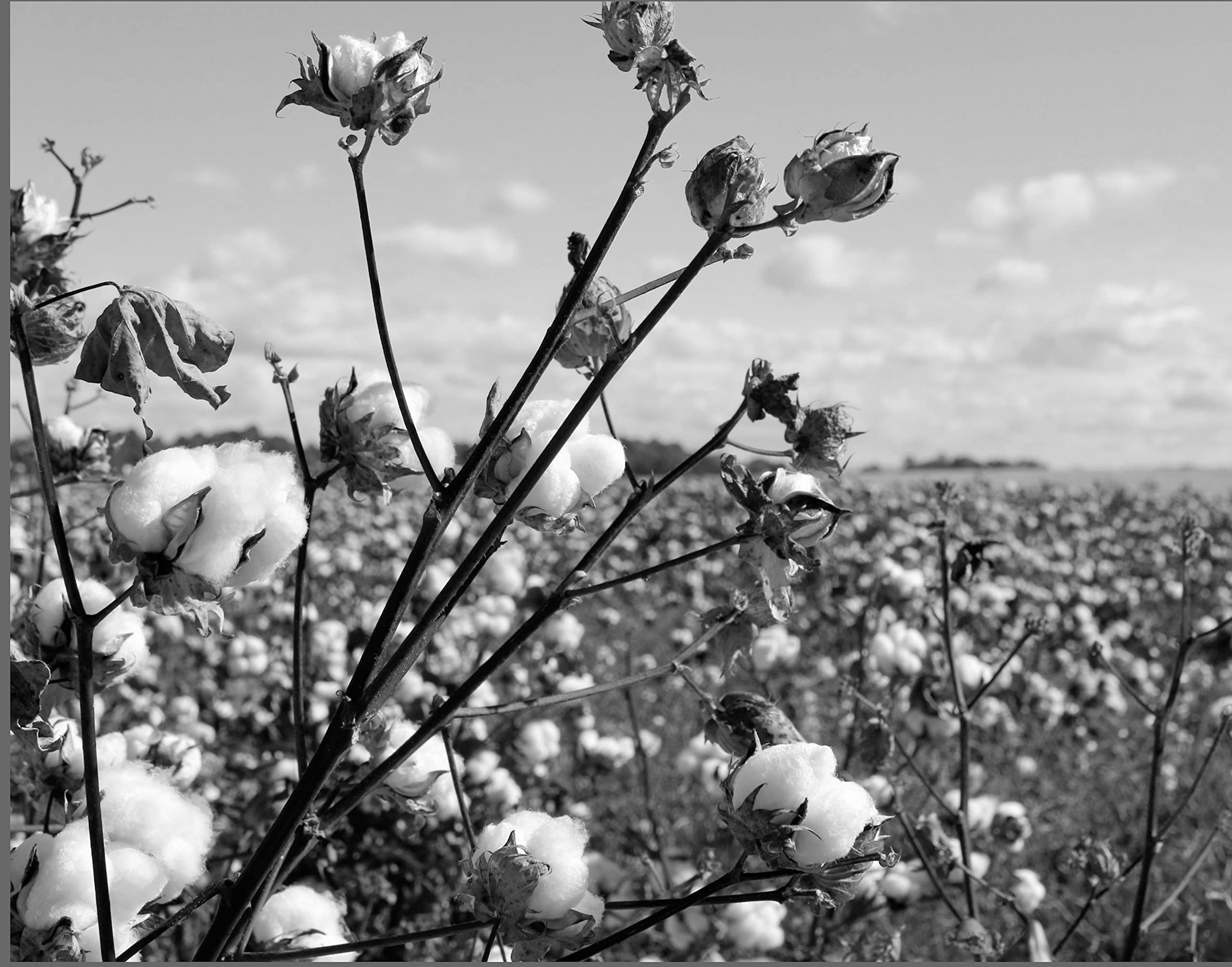 Cotton Field Blossom Ready for Harvest HD Print 11x14-8x10 Handmade in USA