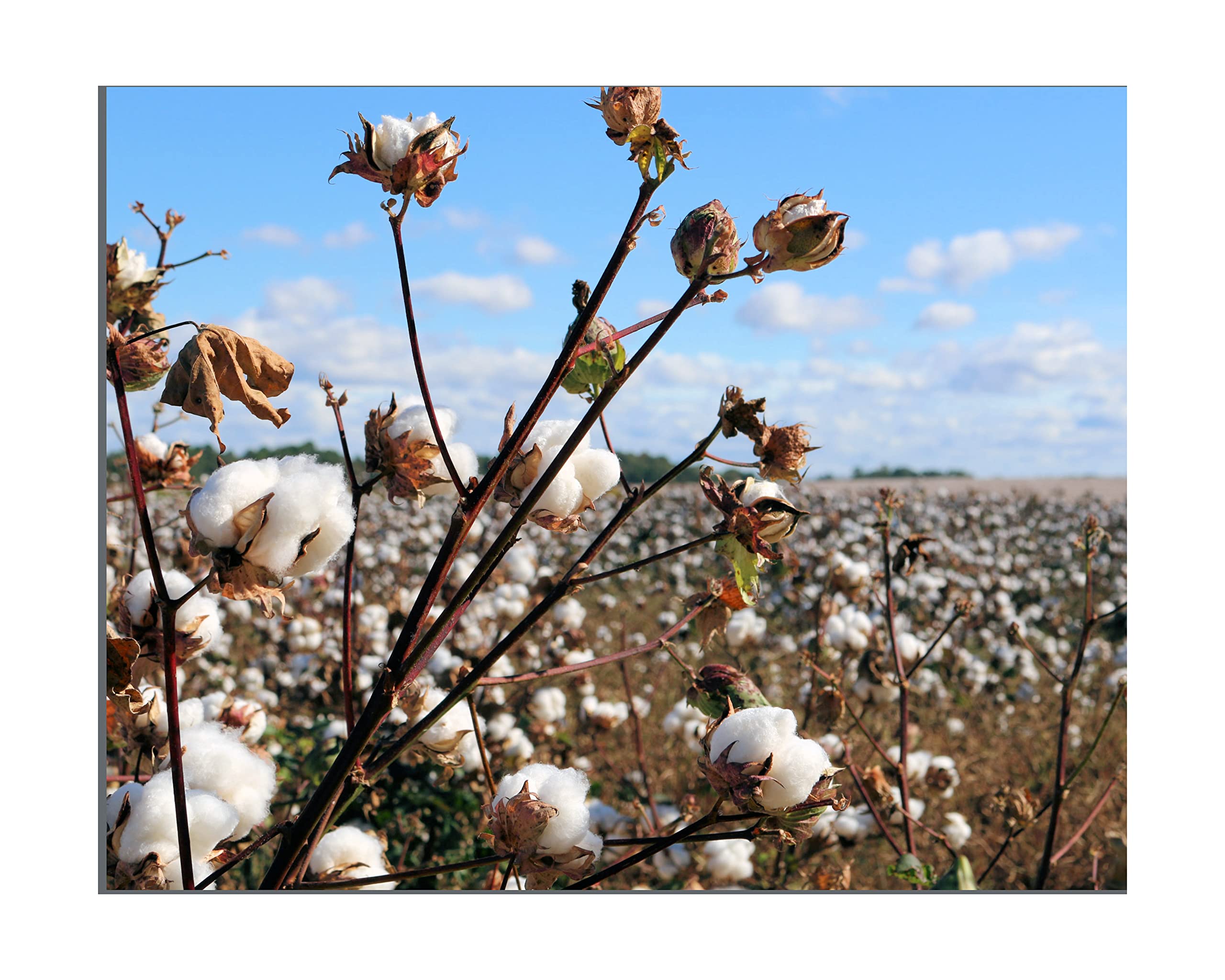 Cotton Field Blossom Ready for Harvest HD Print 11x14-8x10 Handmade in USA