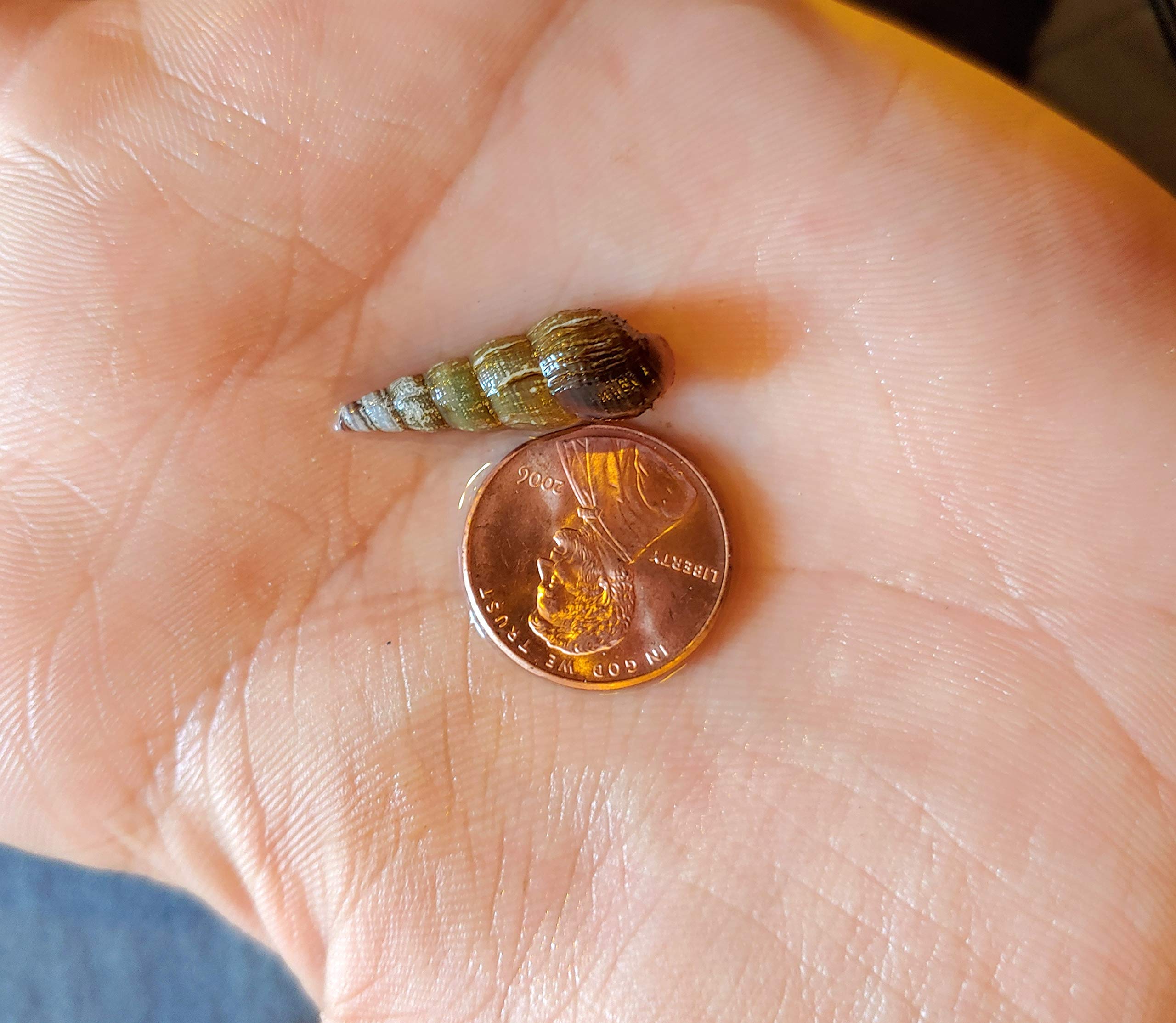 10+ Malaysian Trumpet Snails for Aquariums, Small Tanks or Puffers, Feeder Snails.