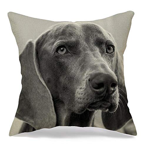Decorative Square Throw Pillow Cover Themes Weimaraner Dog No Animals Pets Wildlife Black White Away One Canine Copy Space Plain Studio Linen Soft Cushion Case for Bed Sofa Living Room 20x20 Inch