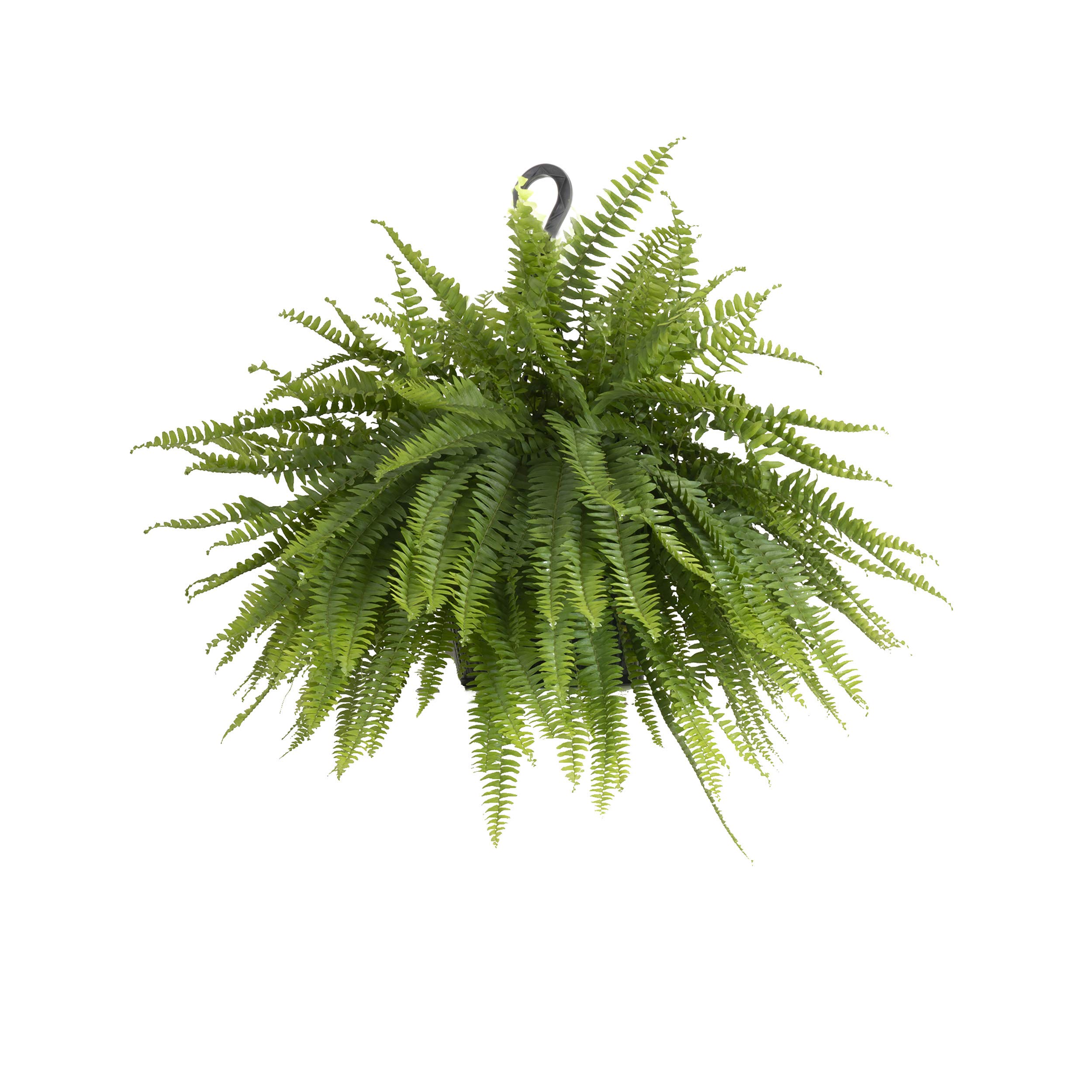 United Nursery Boston Fern Live Indoor Outdoor Plant Hanging Basket 22-26" inches Wide