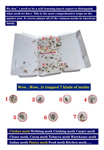 Moth Traps with Two pheromones for All Clothes Moths Kitchen Moths and Pantry Moths 6 Traps