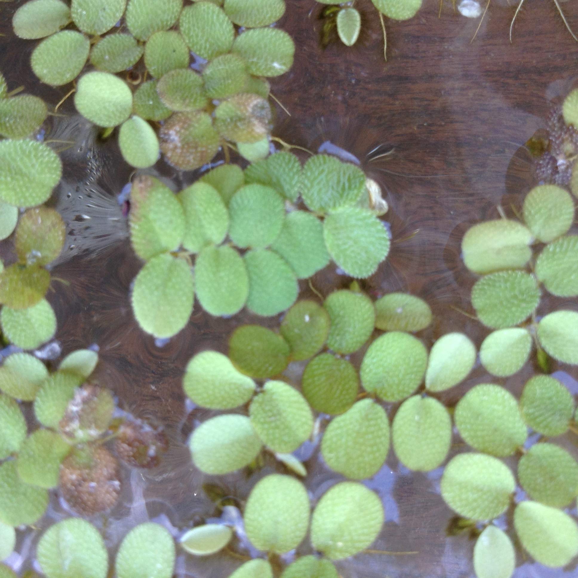 12 Water Spangles (Salvinia Minima), NO Snail - Live Aquarium/Aquatic Floating Plant by Aqua L'amour