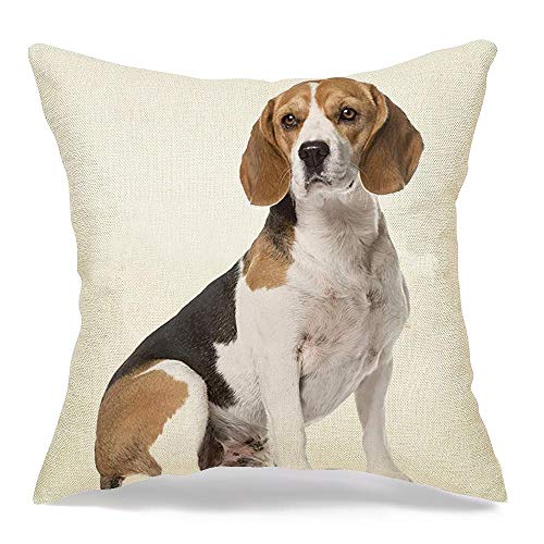 Decorative Throw Pillow Cover Brown Dog Beagle Sitting White Away Animals Studio Wildlife Black Canine Looking Carnivore Cut Out Linen Soft Square Cushion Case for Sofa Living Room Car 16 x 16 Inch