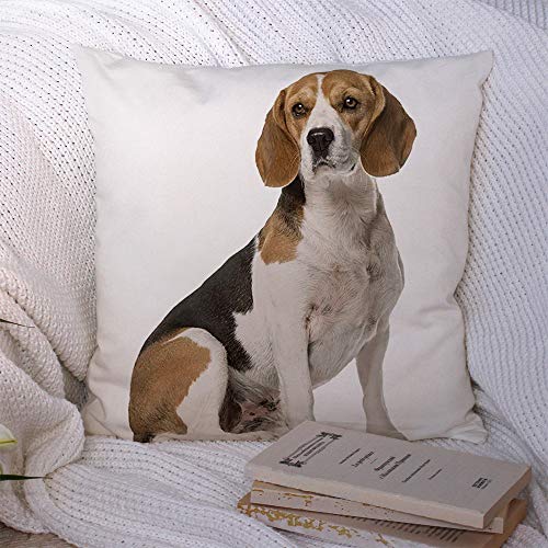 Decorative Throw Pillow Covers Polyester Brown Dog Beagle Sitting White Away Animals Studio Wildlife Black Canine Looking Carnivore Cut Out Pillowcase Cushion Case for Couch Bedroom Car 20x20 Inch
