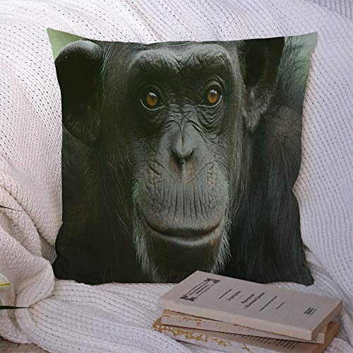 Starolac Decorative Throw Pillow Case Brown Away Hairy Monkey Chimpanzee Animals Wildlife Nature Chimp Rest Black Bonobo Mouth Ape Eyes Cushion Cover Pillowcase for Lumbar Home Decor 20x20 Inch