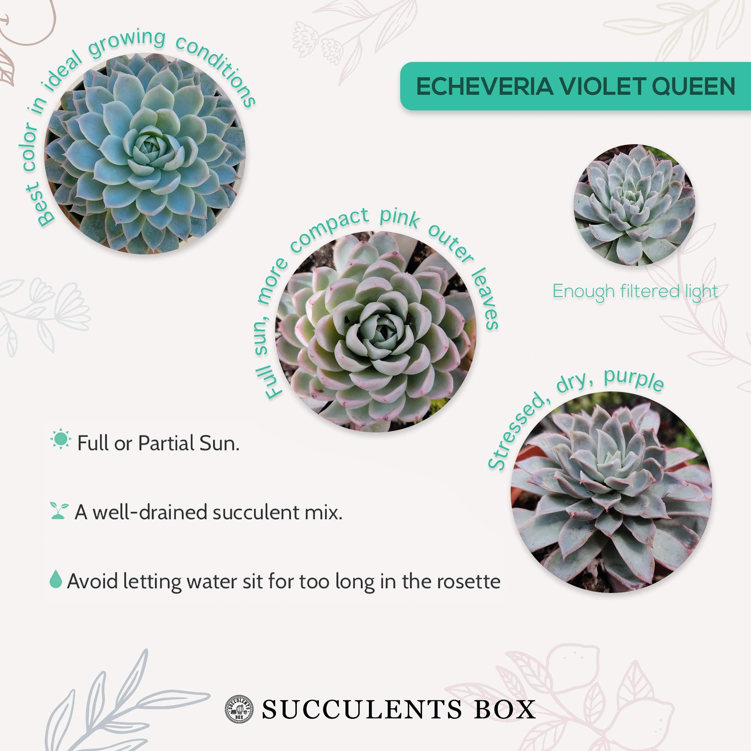 Echeveria Violet Queen 2" | Healthy Succulent Echeveria Live Easy Care Indoor House Plant, Fully Rooted in 2/4/6 inch Sizes