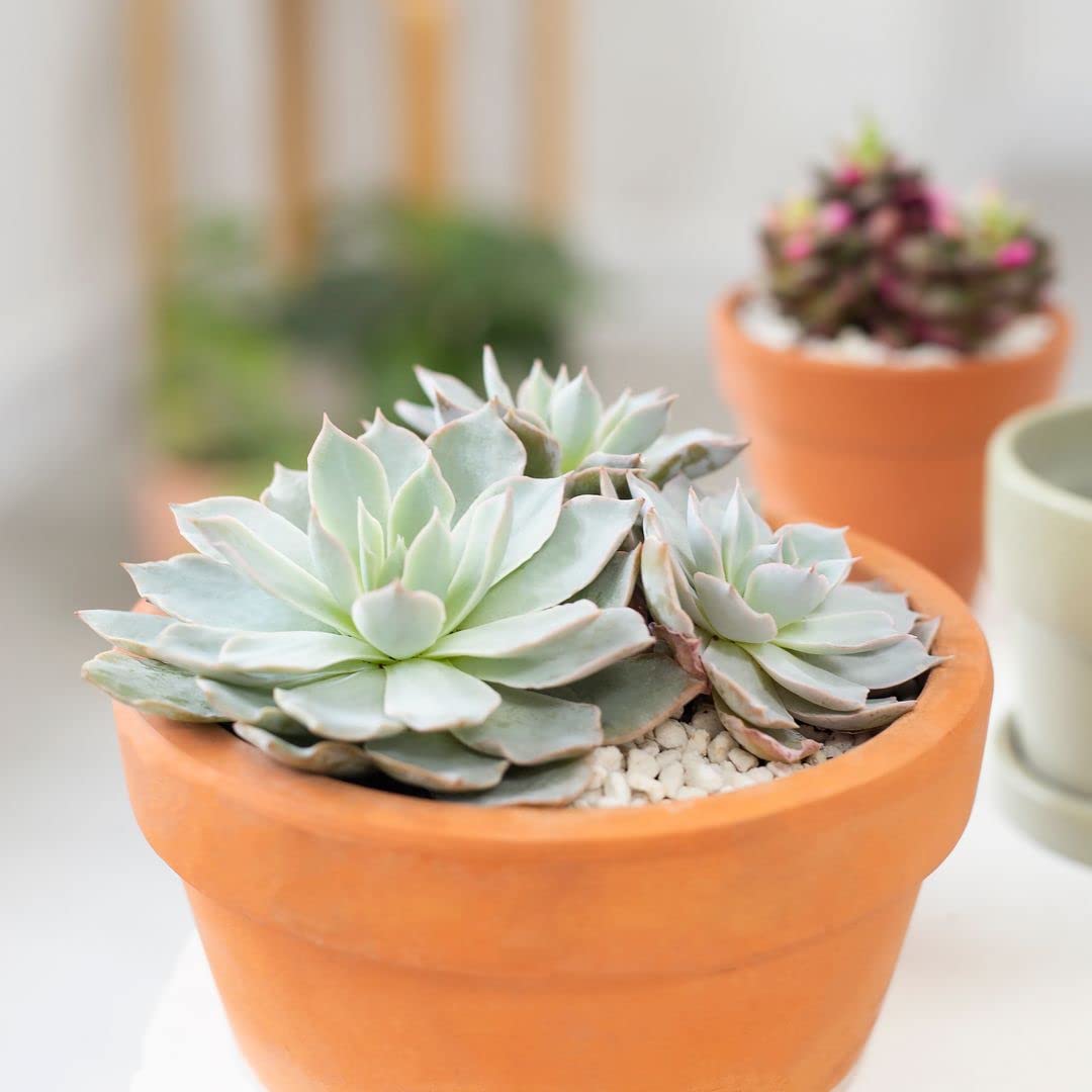 Echeveria Violet Queen 2" | Healthy Succulent Echeveria Live Easy Care Indoor House Plant, Fully Rooted in 2/4/6 inch Sizes
