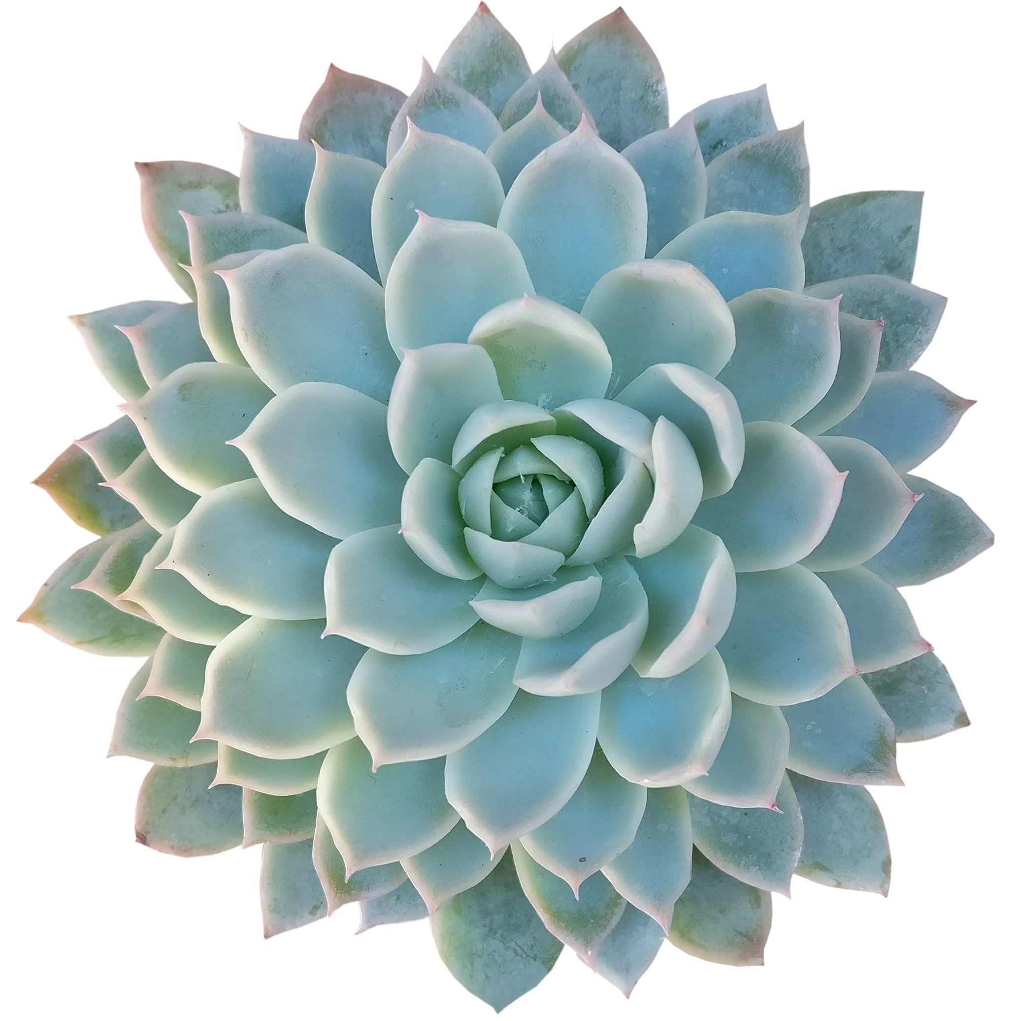 Echeveria Violet Queen 2" | Healthy Succulent Echeveria Live Easy Care Indoor House Plant, Fully Rooted in 2/4/6 inch Sizes