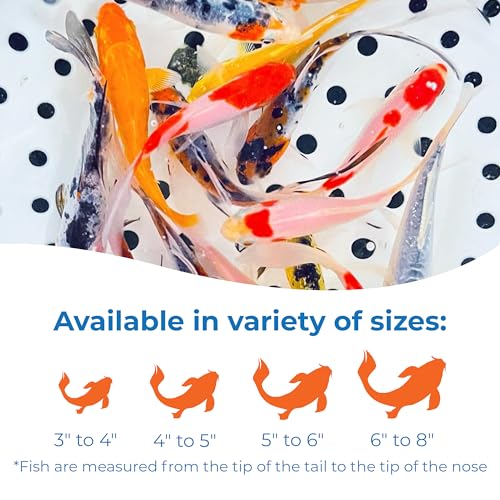 Toledo Goldfish Koi and Goldfish Combo Starter Pack, Perfect for Beginners Stocking Ponds, Tanks, or Aquariums - 4-5 Inches, 5 of Each, 25 Total Count